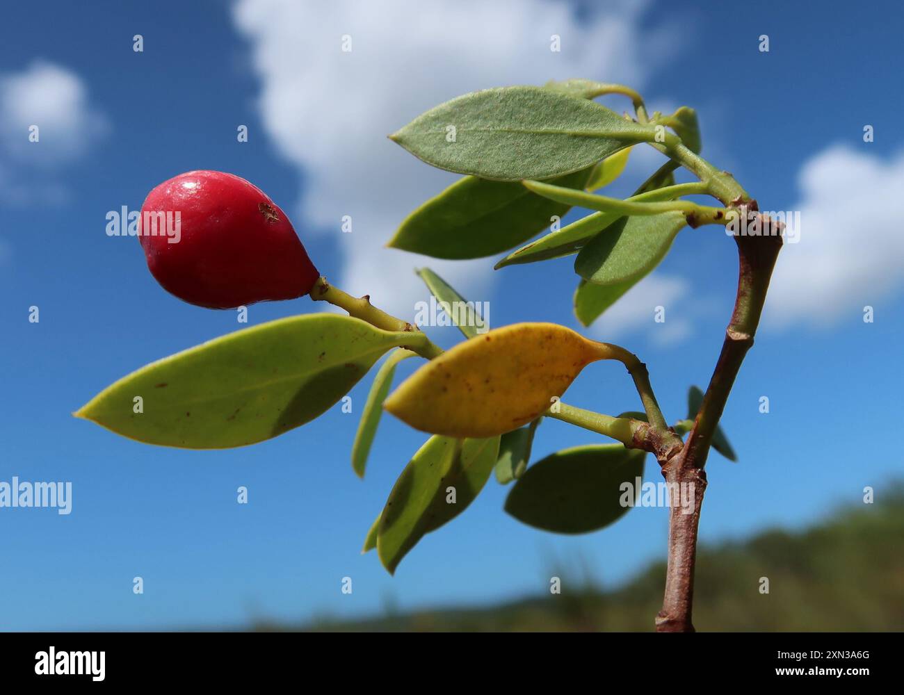 Cape Sumach (Colpoon compressum) Plantae Stock Photo - Alamy