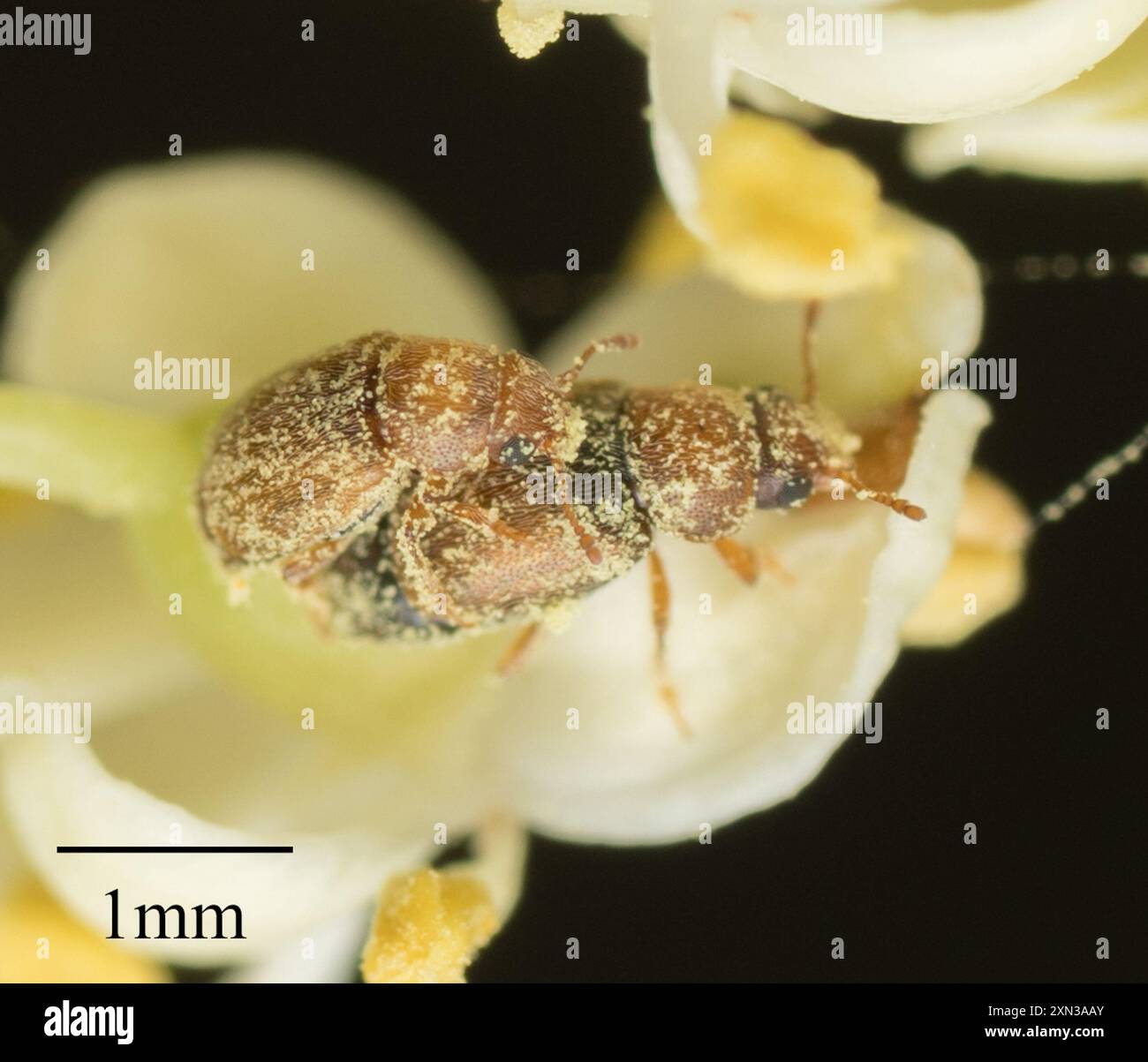 Short-winged Flower Beetles (Kateretidae) Insecta Stock Photo - Alamy