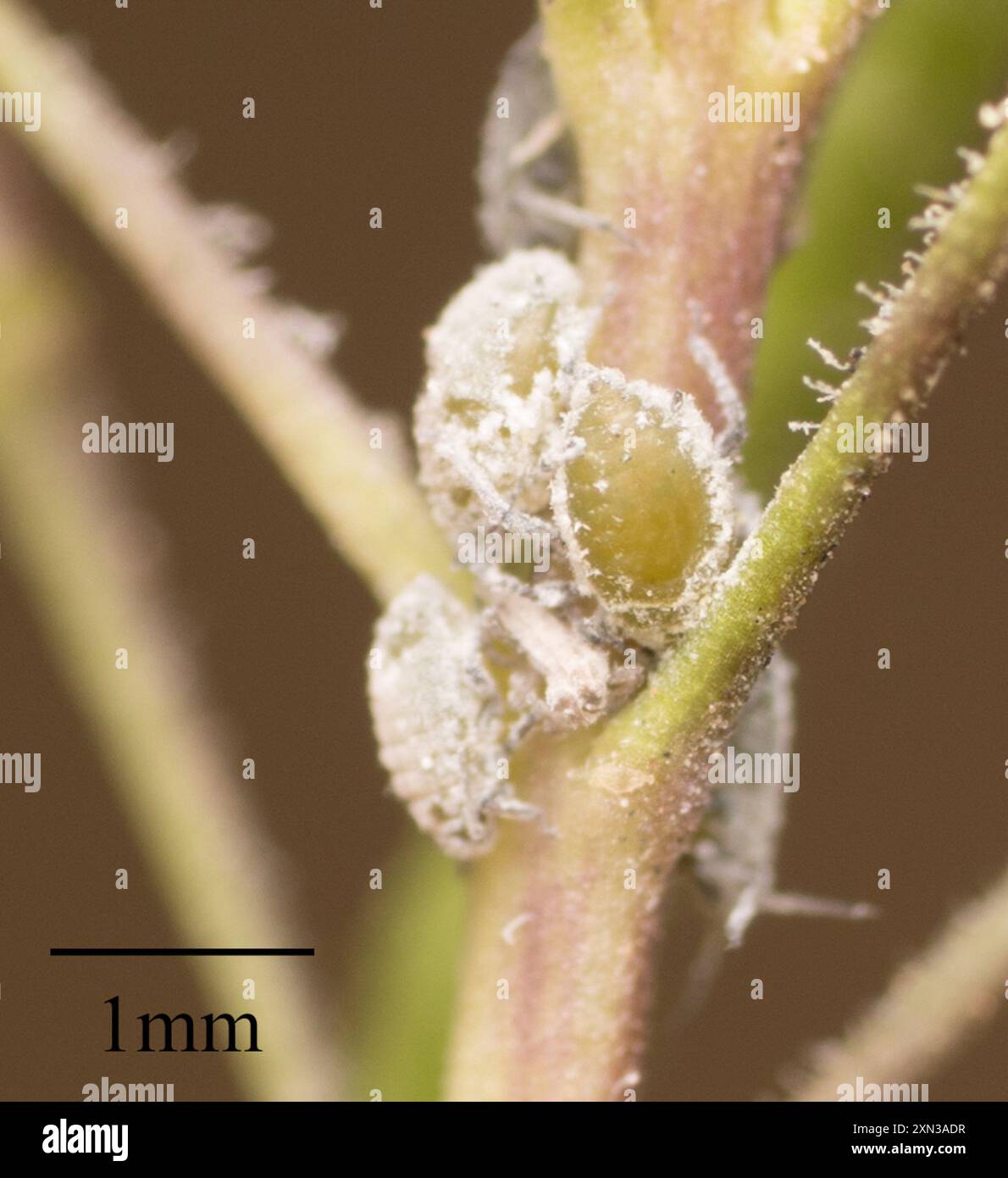 Cabbage Aphid (Brevicoryne brassicae) Insecta Stock Photo - Alamy