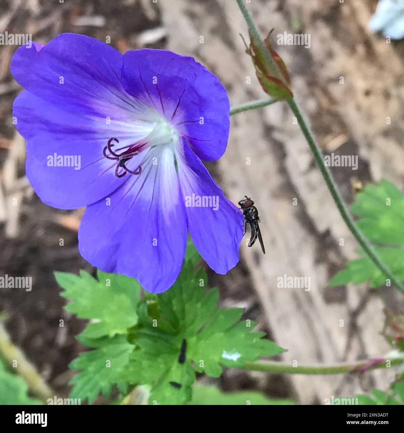 Typical Hover Flies (Syrphinae) Insecta Stock Photo - Alamy