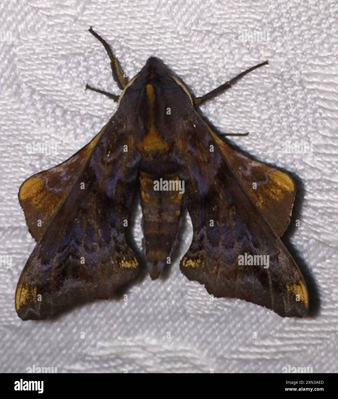 Small-eyed Sphinx (Paonias myops) Insecta Stock Photo - Alamy