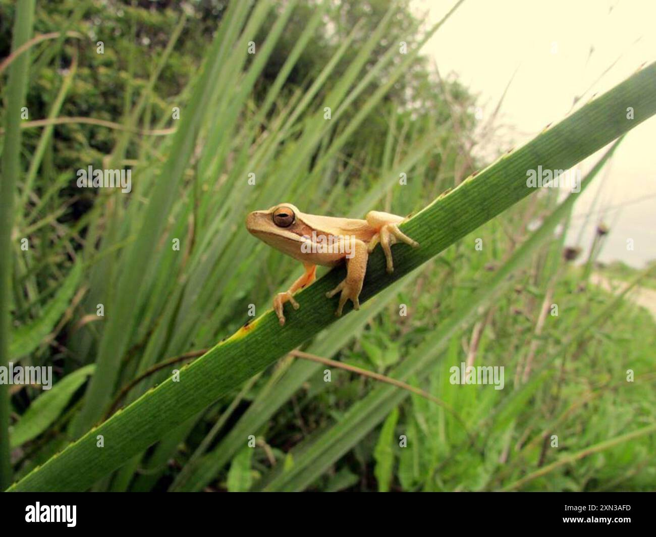 Montevideo Tree Frog (Boana pulchella) Amphibia Stock Photo - Alamy