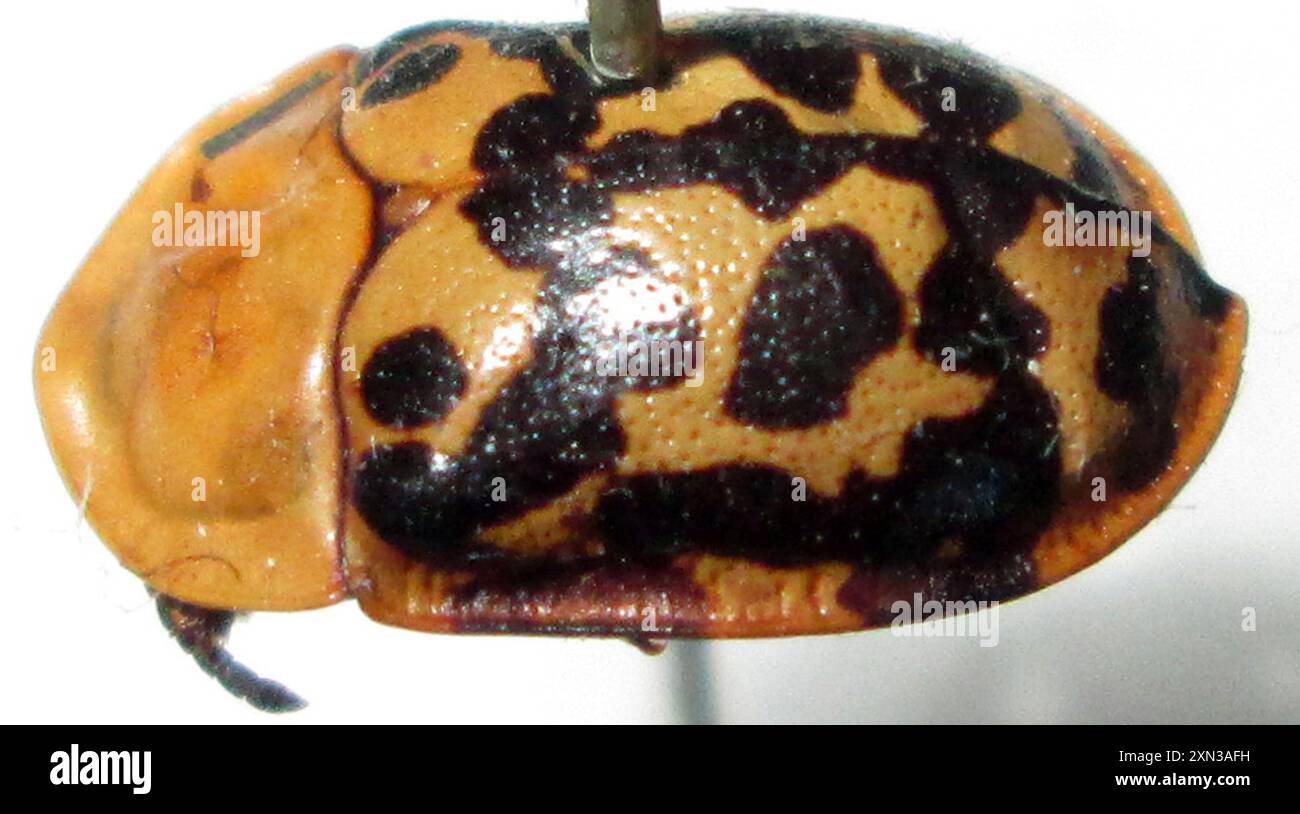 African Spotted Tortoise Beetle (Conchyloctenia punctata) Insecta Stock ...