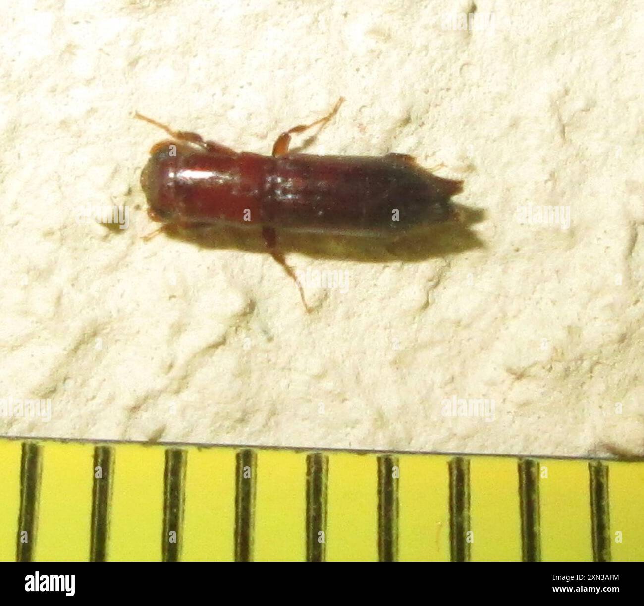 Pinhole Borer Beetles (Platypodinae) Insecta Stock Photo - Alamy