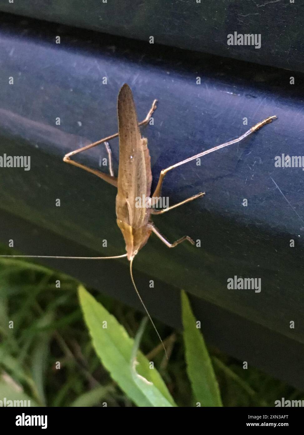 Broad-tipped Conehead (Neoconocephalus triops) Insecta Stock Photo - Alamy