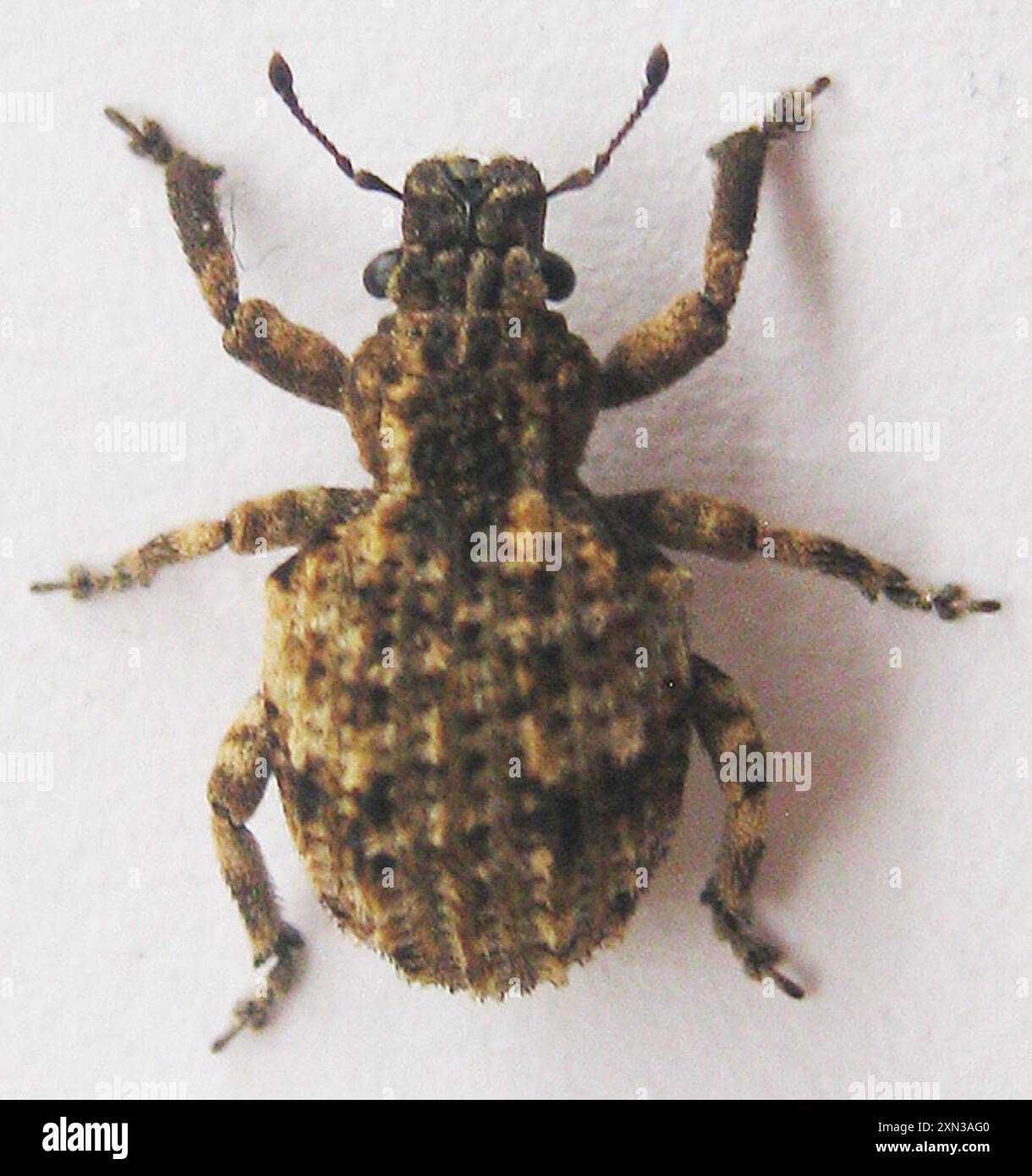 Rough Convolvulus Weevils (Blosyrus) Insecta Stock Photo - Alamy