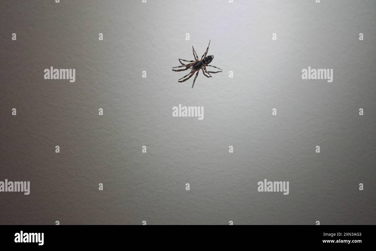 Common White-tail Spider (Lampona cylindrata) Arachnida Stock Photo - Alamy