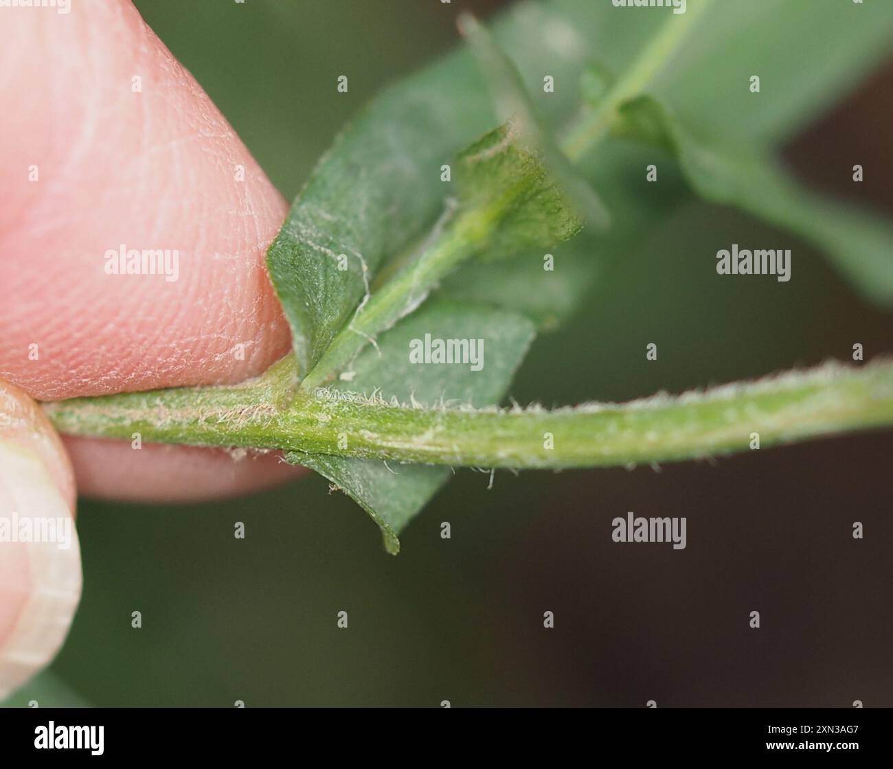 wavy-leaf aster (Symphyotrichum undulatum) Plantae Stock Photo - Alamy