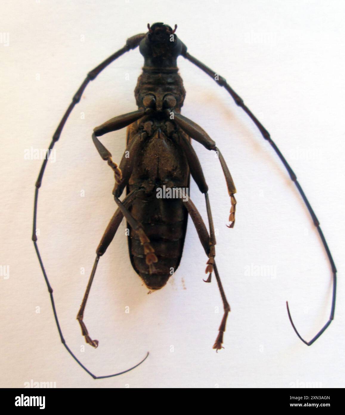 Pachydissus hi-res stock photography and images - Alamy