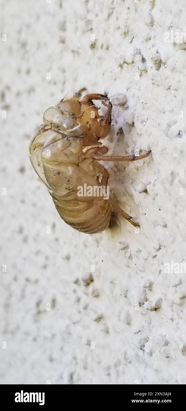 Diceroprocta apache hi-res stock photography and images - Alamy