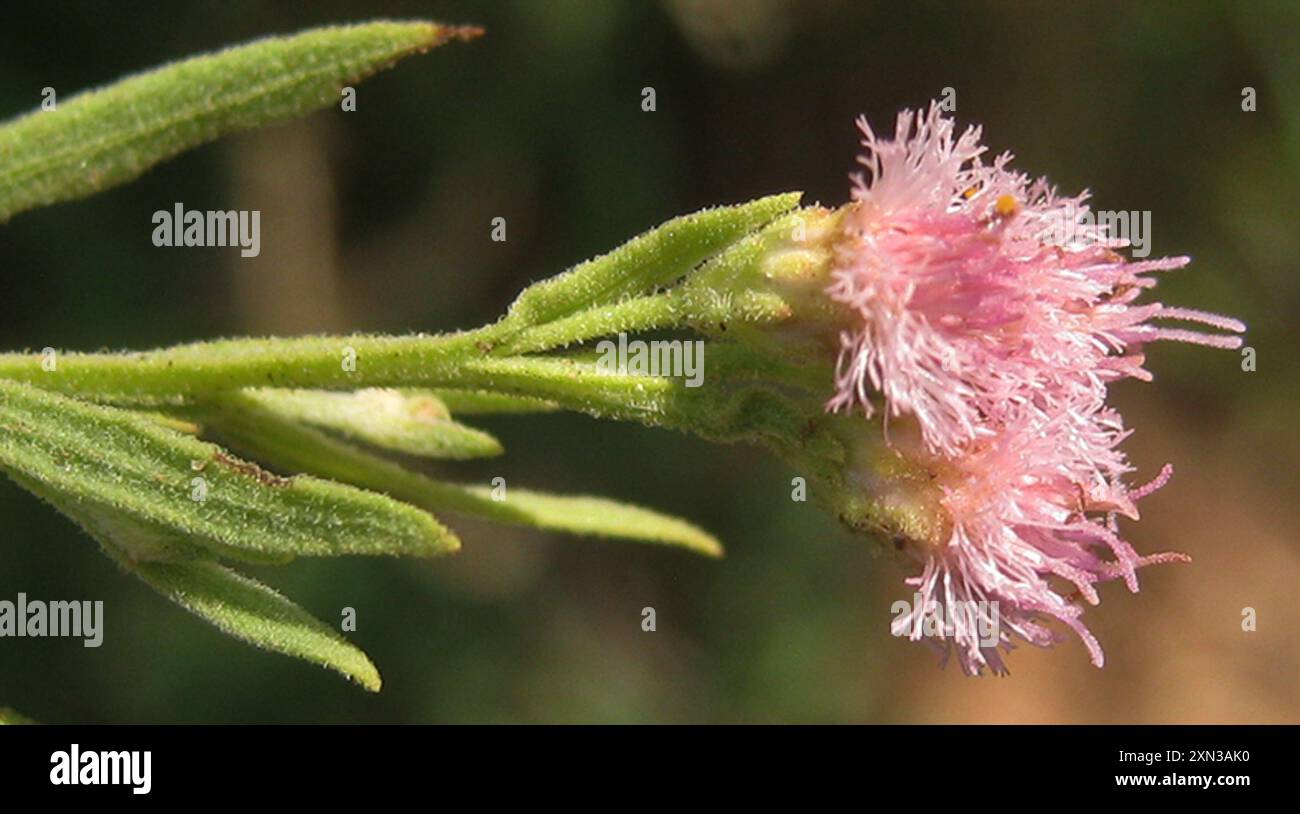 Dwarf Sage (Litogyne gariepina) Plantae Stock Photo - Alamy