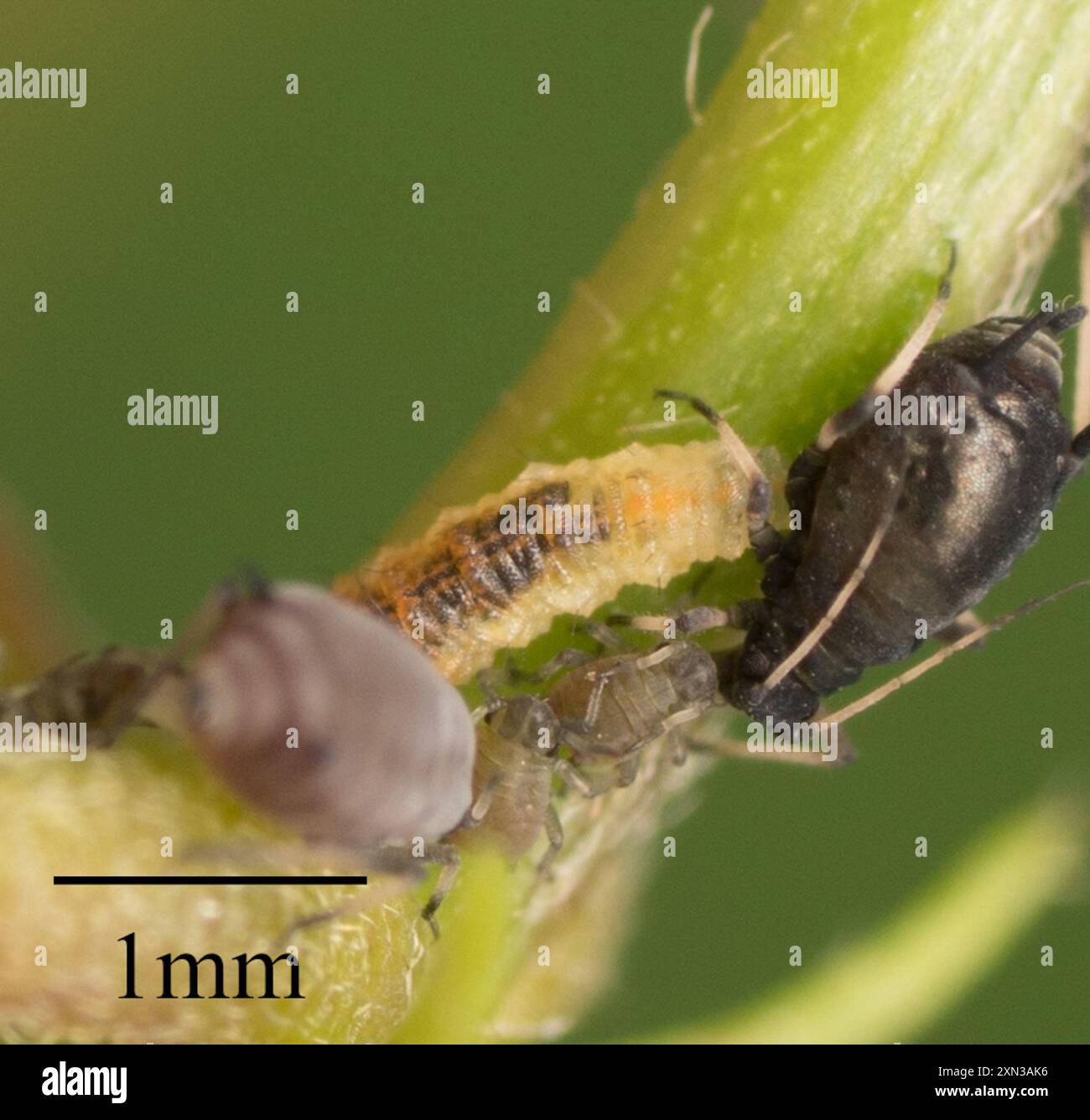 Typical Hover Flies (Syrphinae) Insecta Stock Photo - Alamy