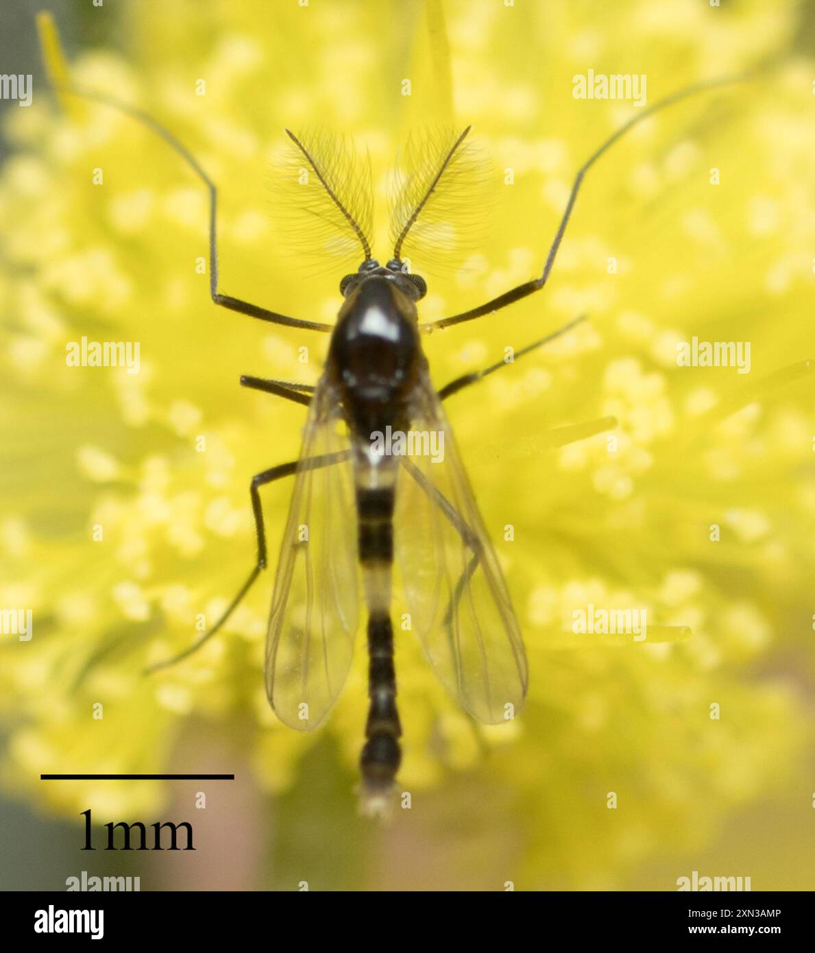 Cricotopus hi-res stock photography and images - Alamy