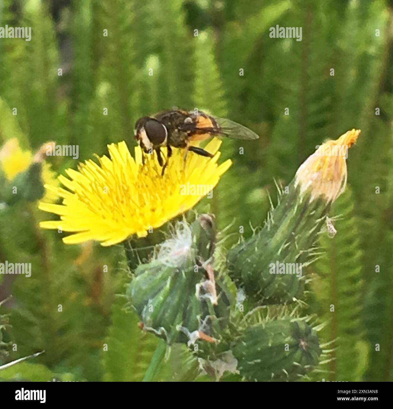 Palpada hi-res stock photography and images - Alamy