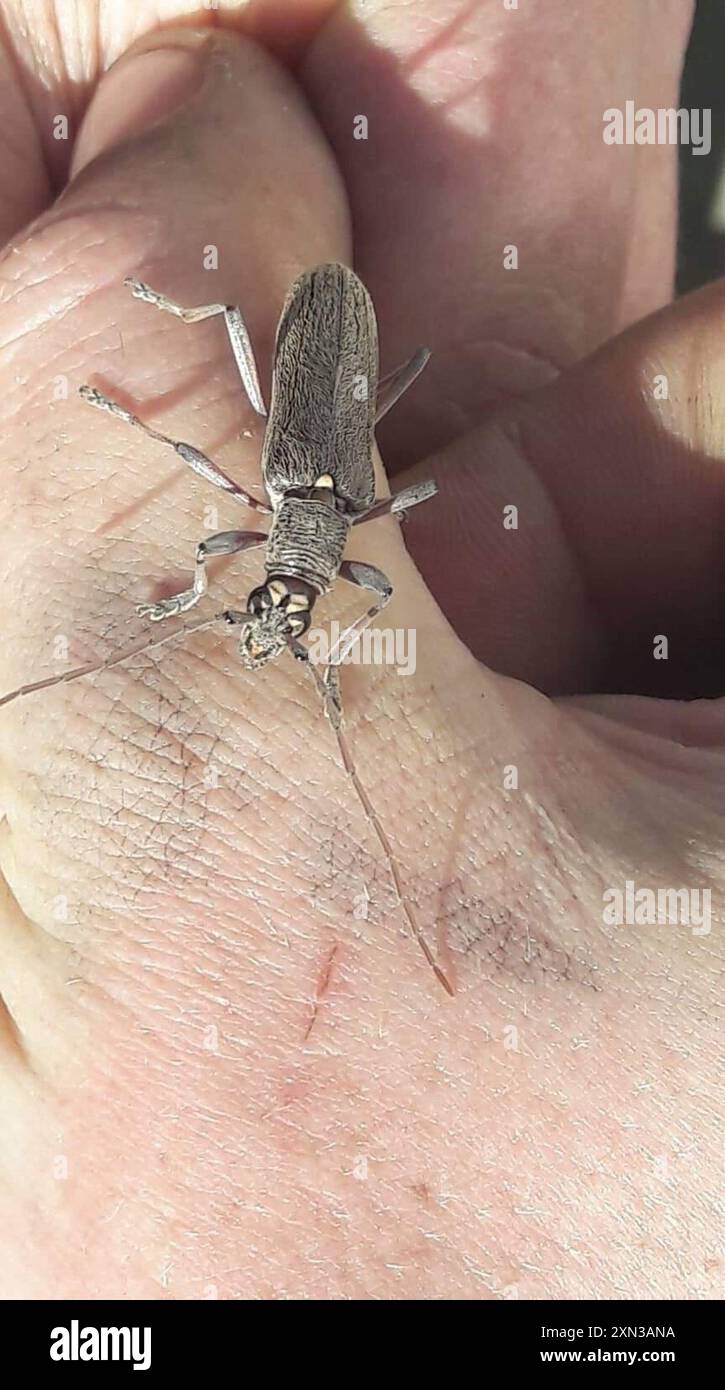 Lemon tree borer (Oemona hirta) Insecta Stock Photo - Alamy