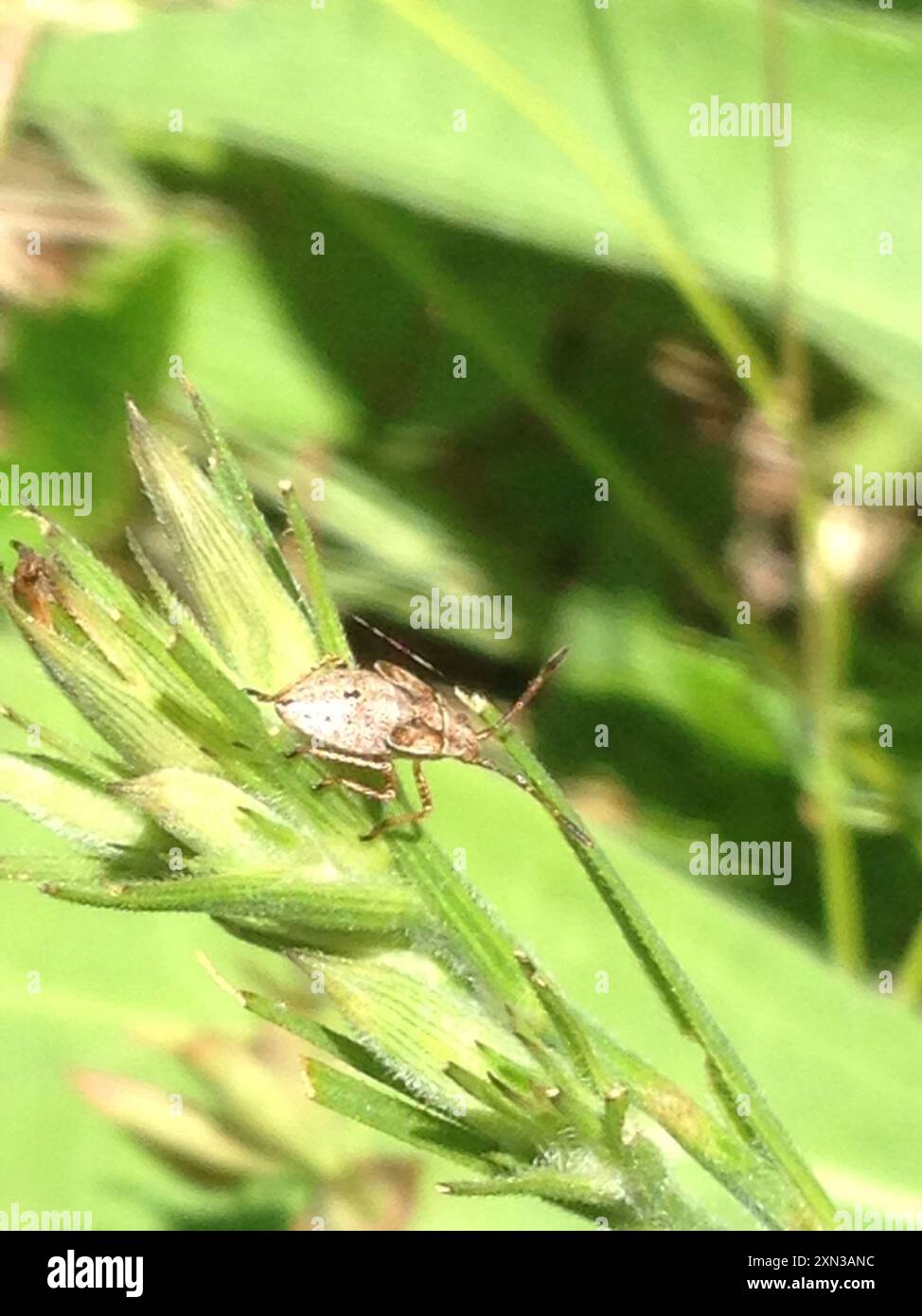 Scentless Plant Bugs (Rhopalidae) Insecta Stock Photo - Alamy