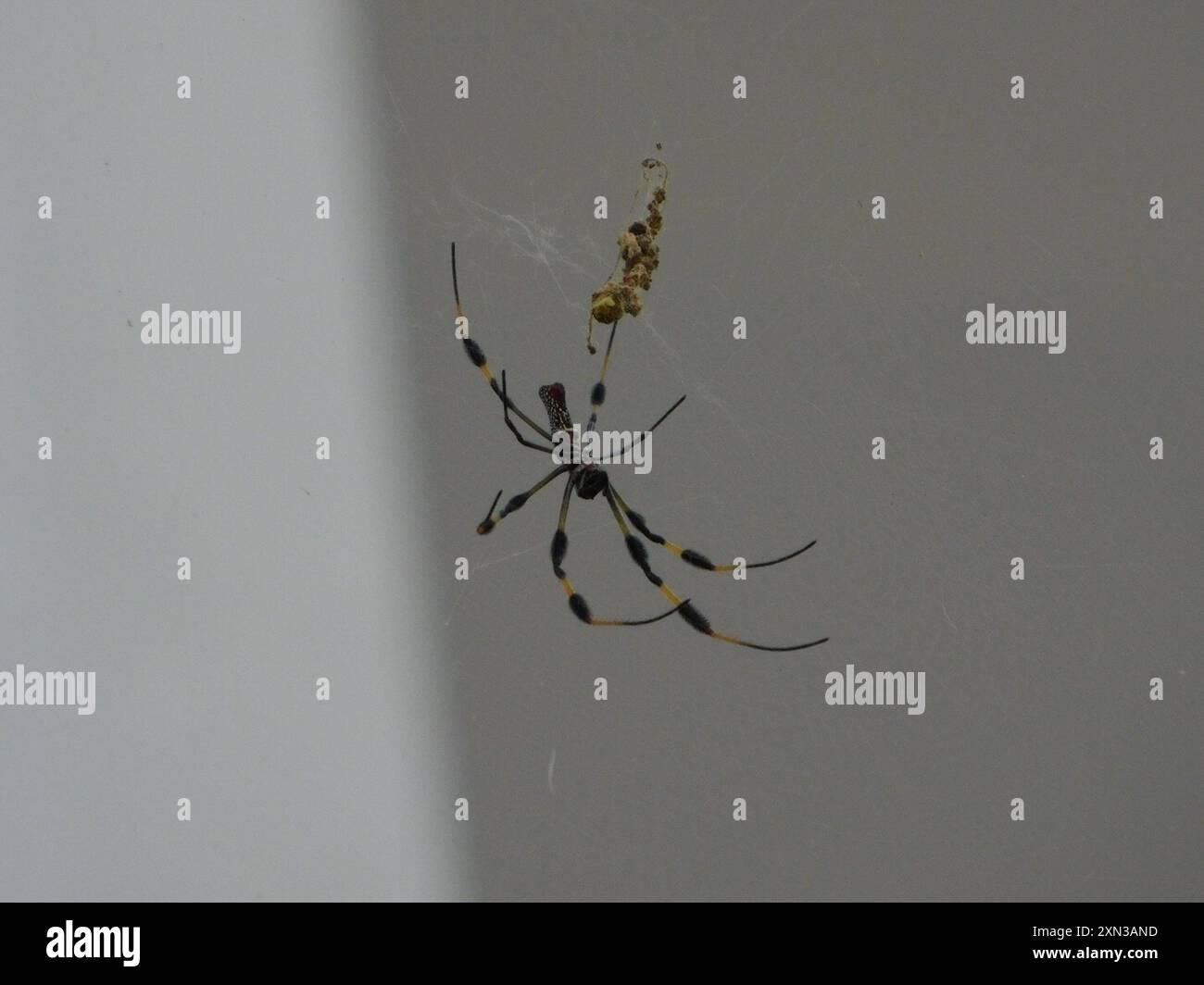 Golden Silk Spider (Trichonephila clavipes) Arachnida Stock Photo - Alamy