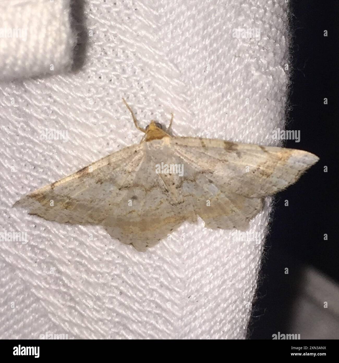 Red-headed Inchworm Moth (Macaria bisignata) Insecta Stock Photo - Alamy