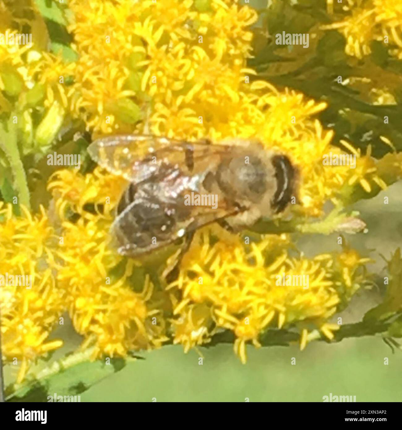 Western Honey Bee (Apis mellifera) Insecta Stock Photo - Alamy