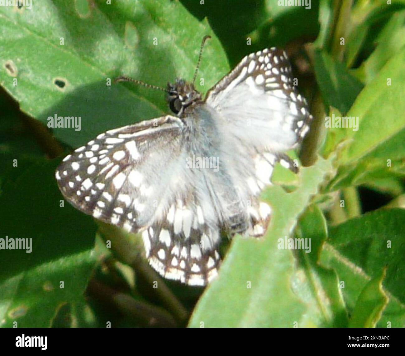 Tropical Checkered-Skipper (Burnsius oileus) Insecta Stock Photo - Alamy