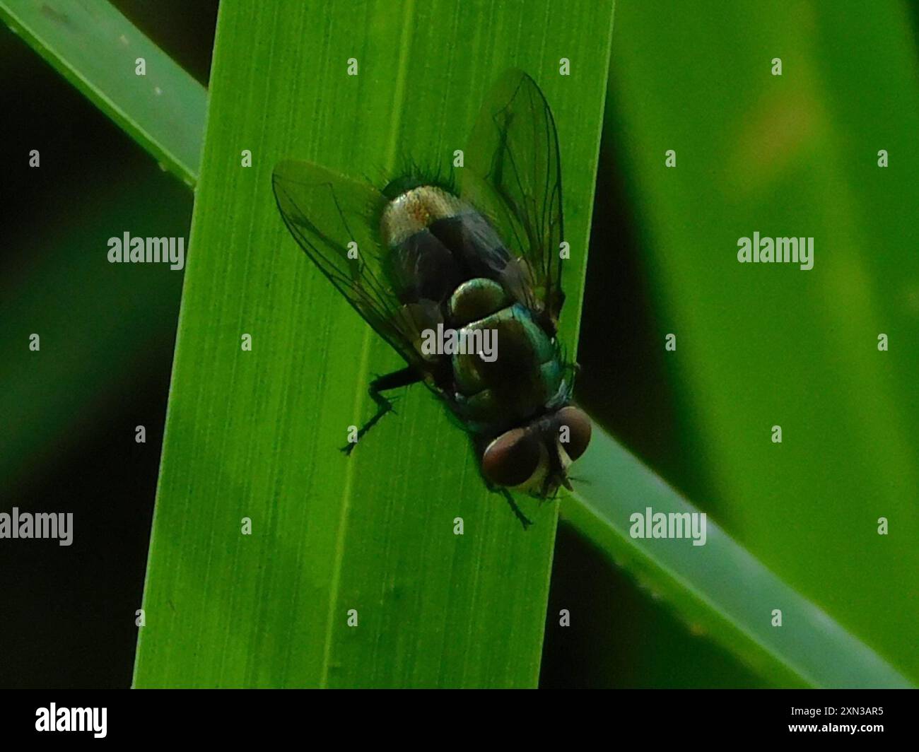 Lucilia cuprina hi-res stock photography and images - Alamy