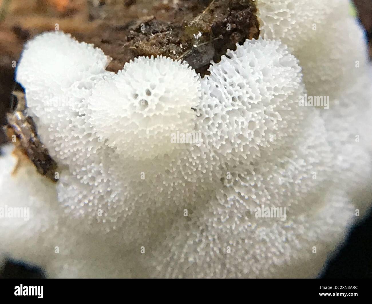 Honeycomb Coral Slime Mold (Ceratiomyxa fruticulosa) Protozoa Stock ...