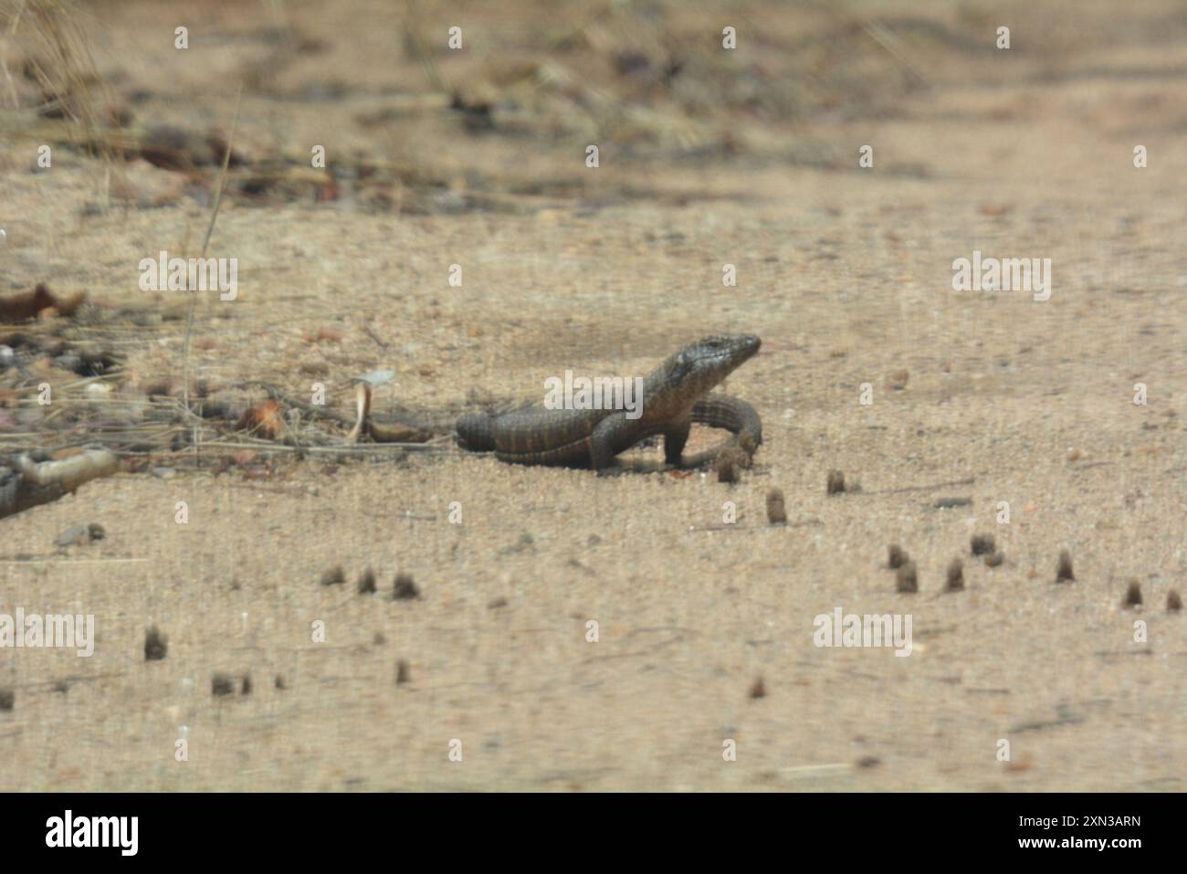 Matobosaurus validus hi-res stock photography and images - Alamy