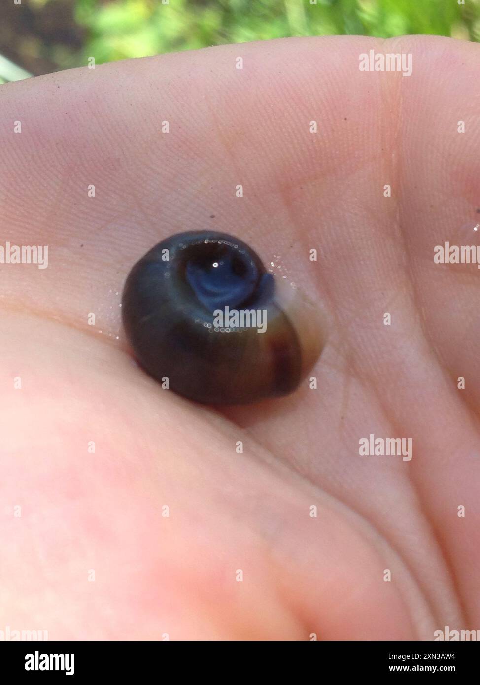 Marsh Ramshorn (Planorbella trivolvis) Mollusca Stock Photo - Alamy