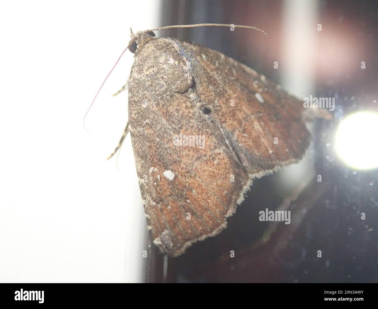 Eight-spot Moth (Amyna stricta) Insecta Stock Photo - Alamy