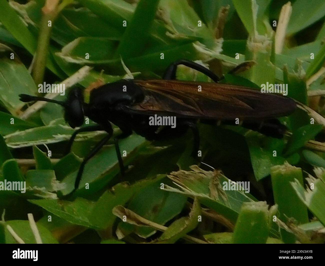 (Mydas maculiventris) Insecta Stock Photo - Alamy