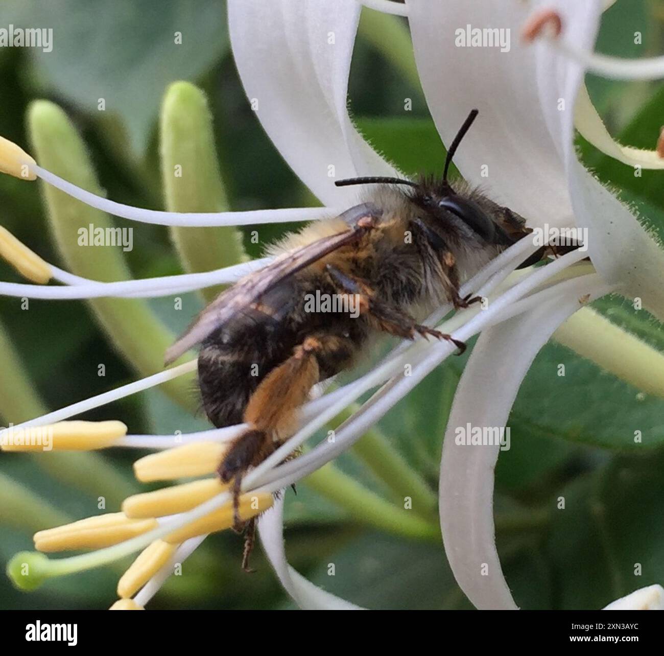 Common Digger Bees (Anthophora) Insecta Stock Photo - Alamy