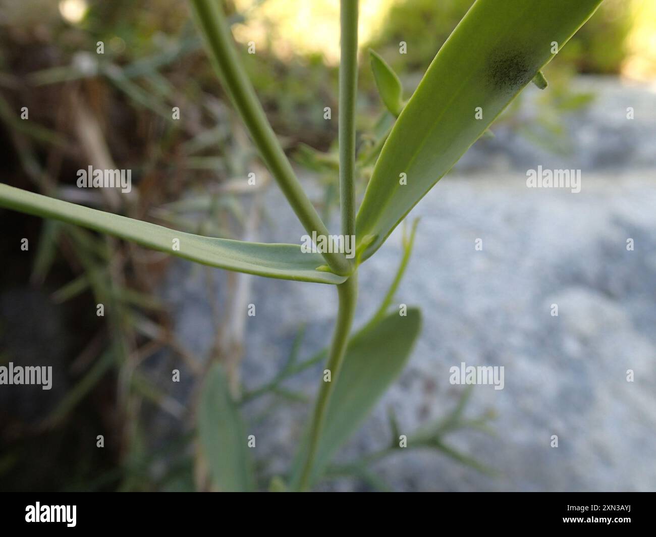 catchfly prairie gentian (Eustoma exaltatum) Plantae Stock Photo - Alamy