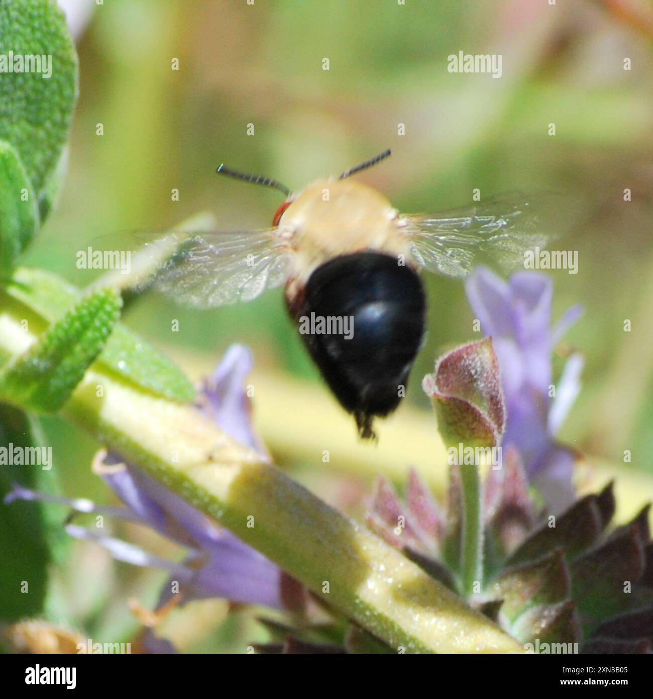 Red-legged Oil-Digger (Centris rhodopus) Insecta Stock Photo - Alamy