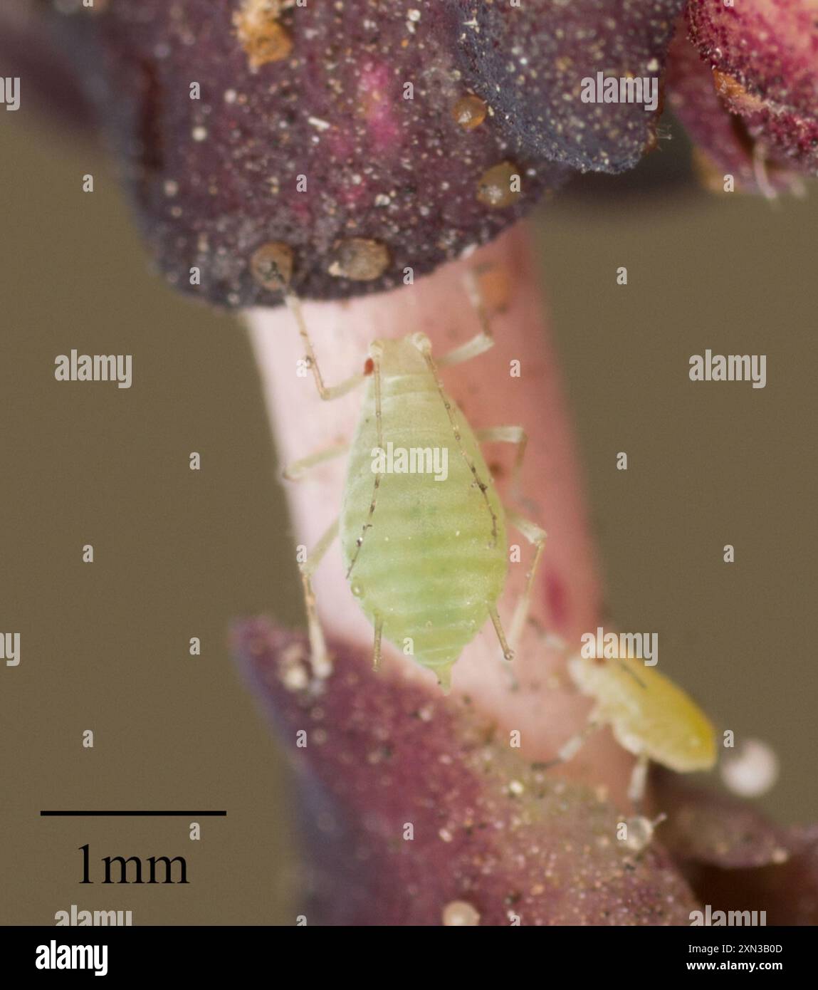 Prickly Lettuce Aphid (Acyrthosiphon lactucae) Insecta Stock Photo - Alamy
