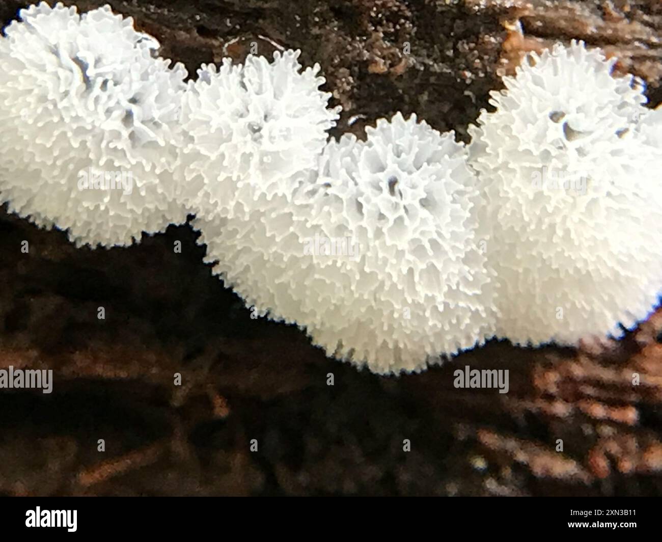 Honeycomb Coral Slime Mold (Ceratiomyxa fruticulosa) Protozoa Stock ...