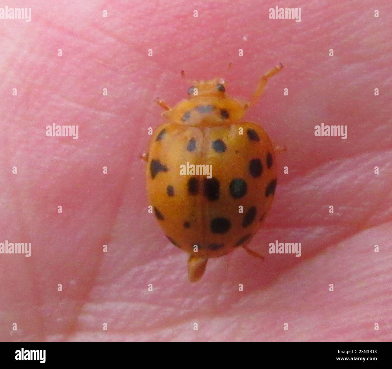 Hadda Beetle (Henosepilachna vigintioctopunctata) Insecta Stock Photo ...