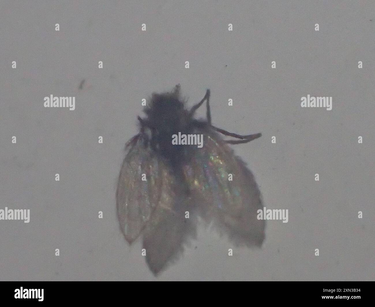 Moth Flies and Sand Flies (Psychodidae) Insecta Stock Photo - Alamy