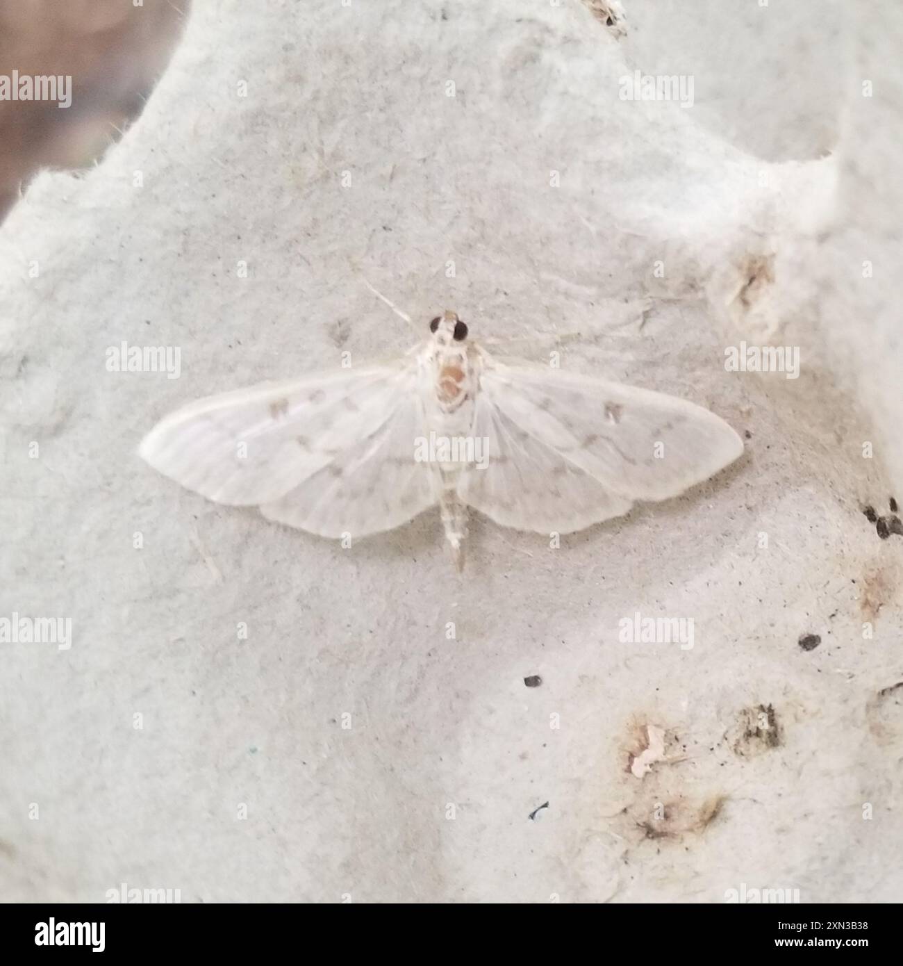 Herpetogramma hi-res stock photography and images - Alamy