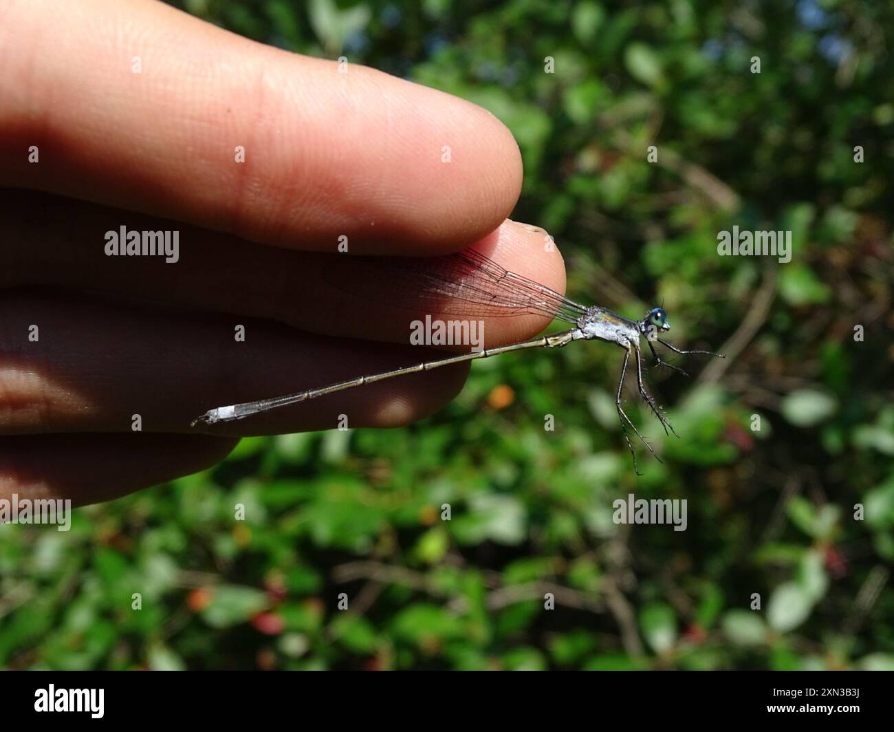 Swamp Spreadwing (Lestes vigilax) Insecta Stock Photo - Alamy