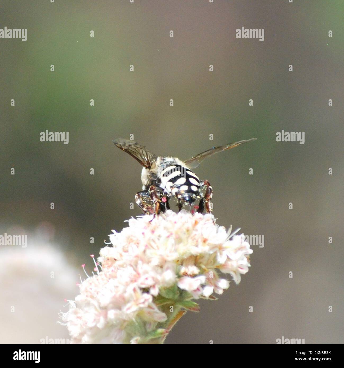 California Digger-cuckoo Bee (Brachymelecta californica) Insecta Stock ...