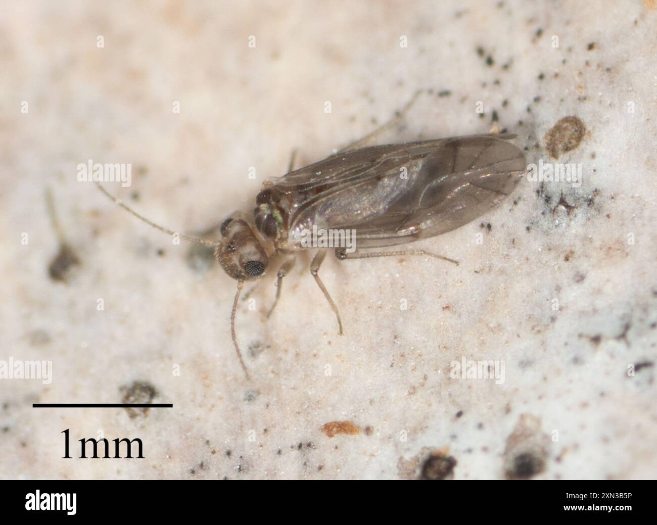 Barklice, Booklice, and Parasitic Lice (Psocodea) Insecta Stock Photo ...