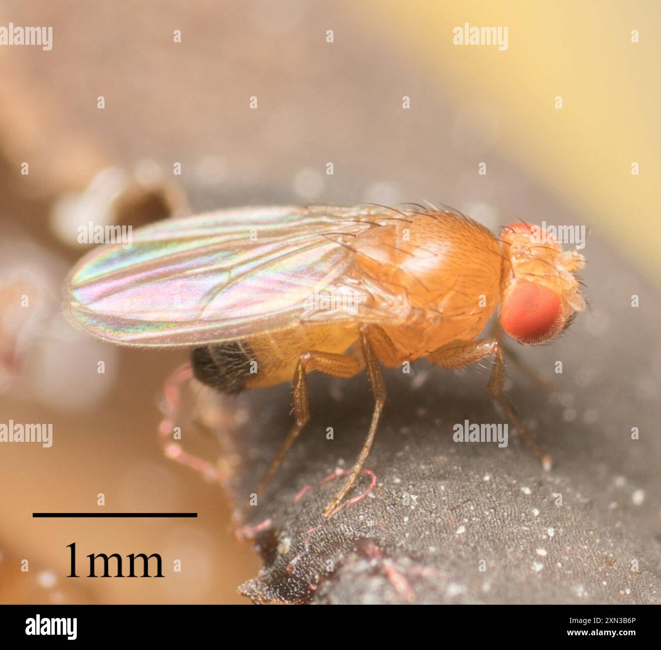 Common Fruit Fly (Drosophila melanogaster) Insecta Stock Photo - Alamy