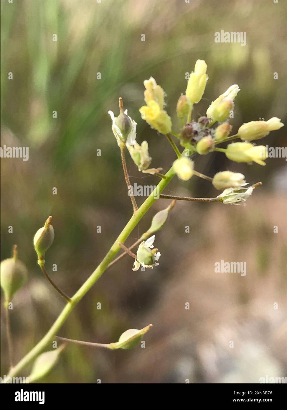 littlepod false flax (Camelina microcarpa) Plantae Stock Photo - Alamy