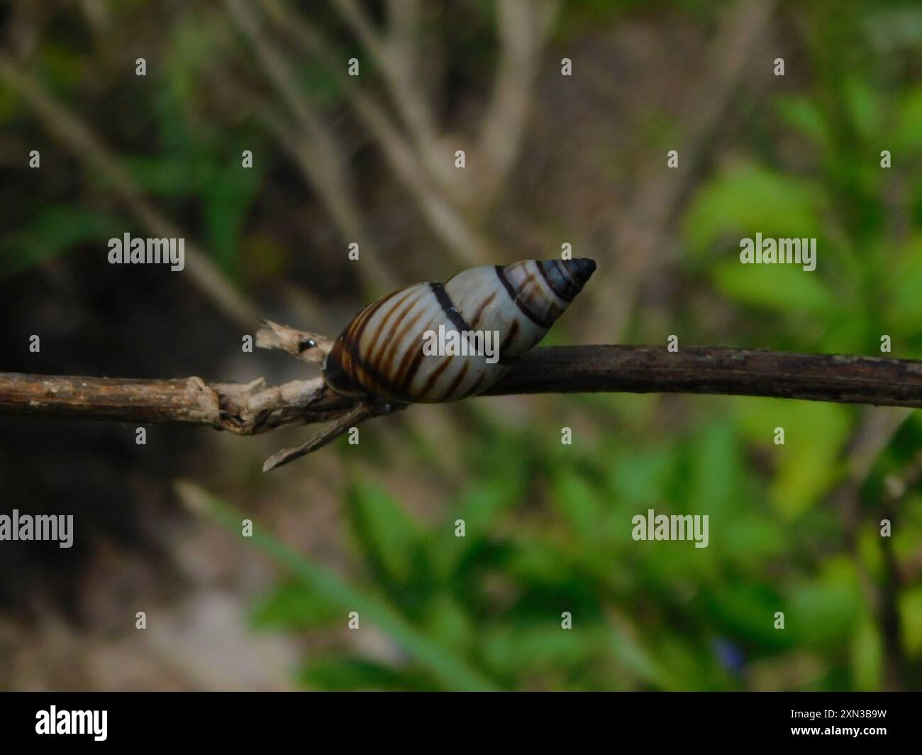 Lined Treesnail (Mesembrinus multilineatus) Mollusca Stock Photo - Alamy