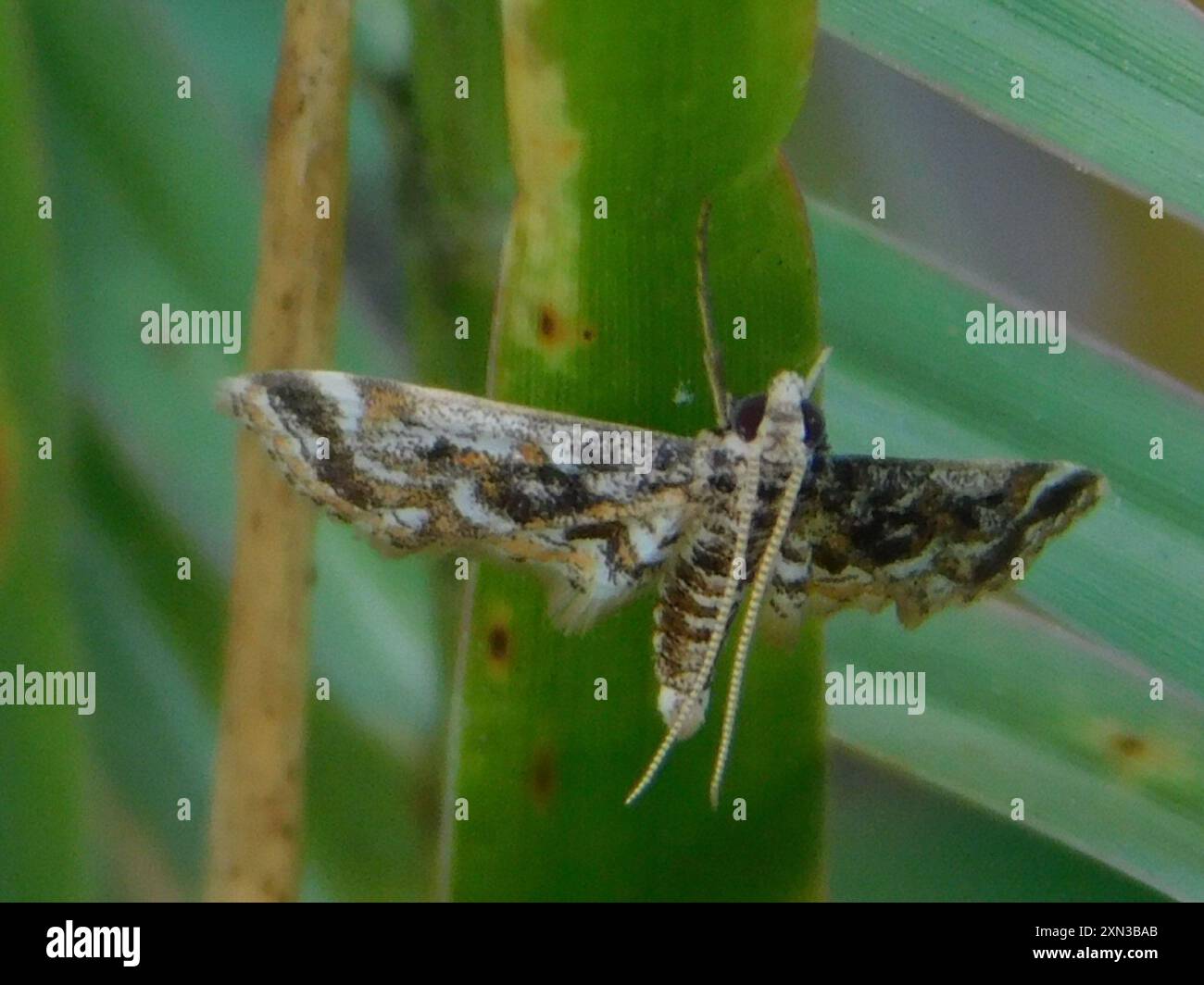 Hydrilla Leafcutter Moth (Parapoynx diminutalis) Insecta Stock Photo ...