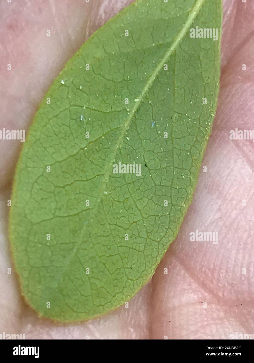 black huckleberry (Gaylussacia baccata) Plantae Stock Photo - Alamy