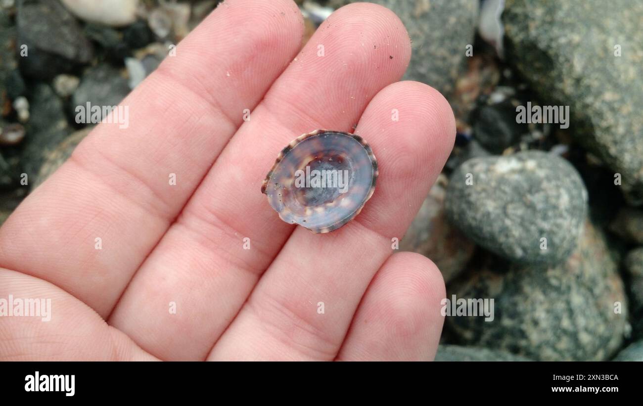 True Limpets (Patellogastropoda) Mollusca Stock Photo - Alamy
