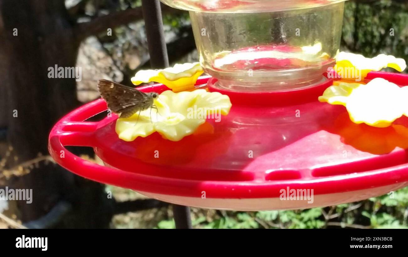 Common Sootywing (Pholisora catullus) Insecta Stock Photo - Alamy