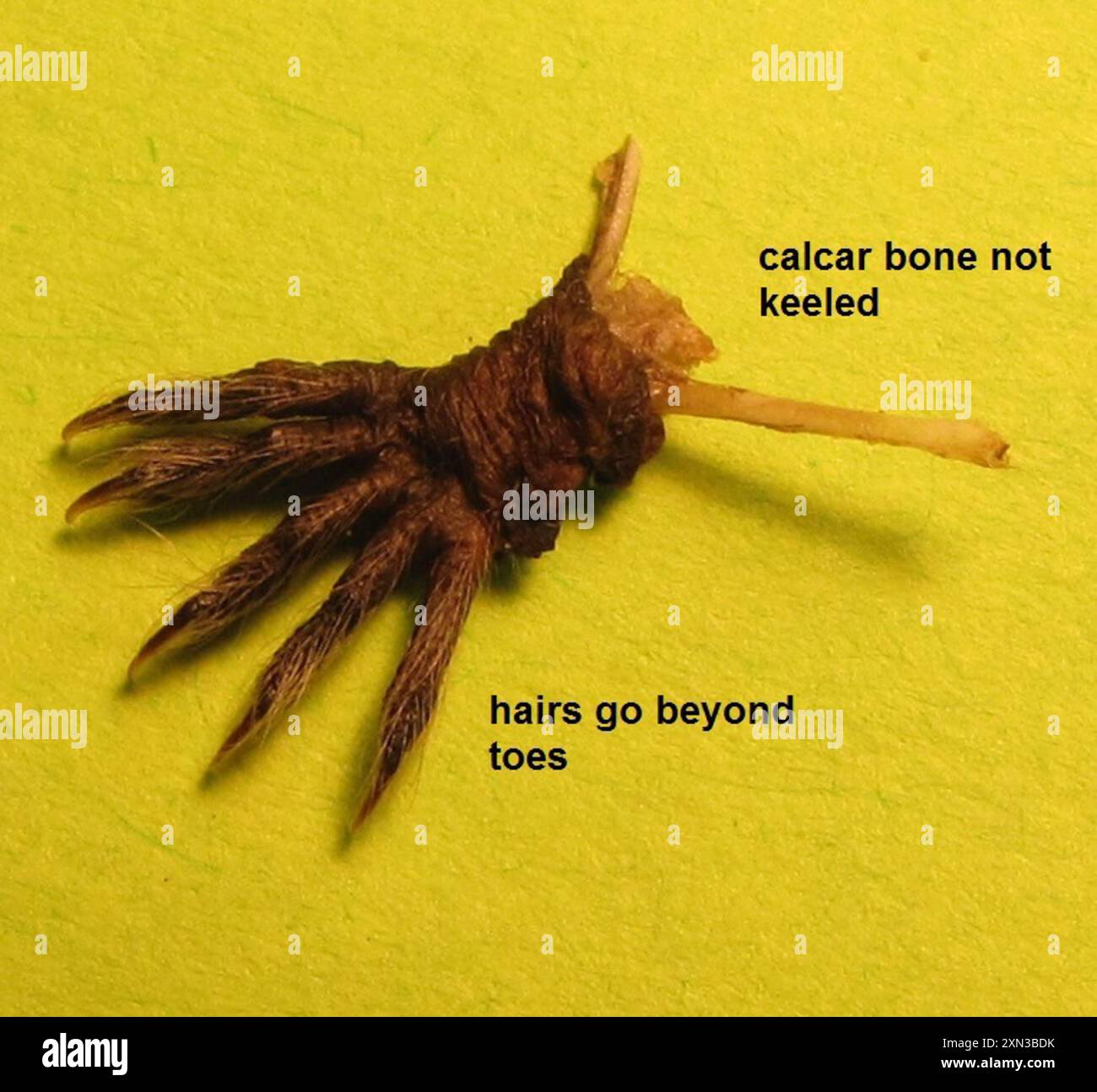 Tricolored Bat (Perimyotis subflavus) Mammalia Stock Photo - Alamy