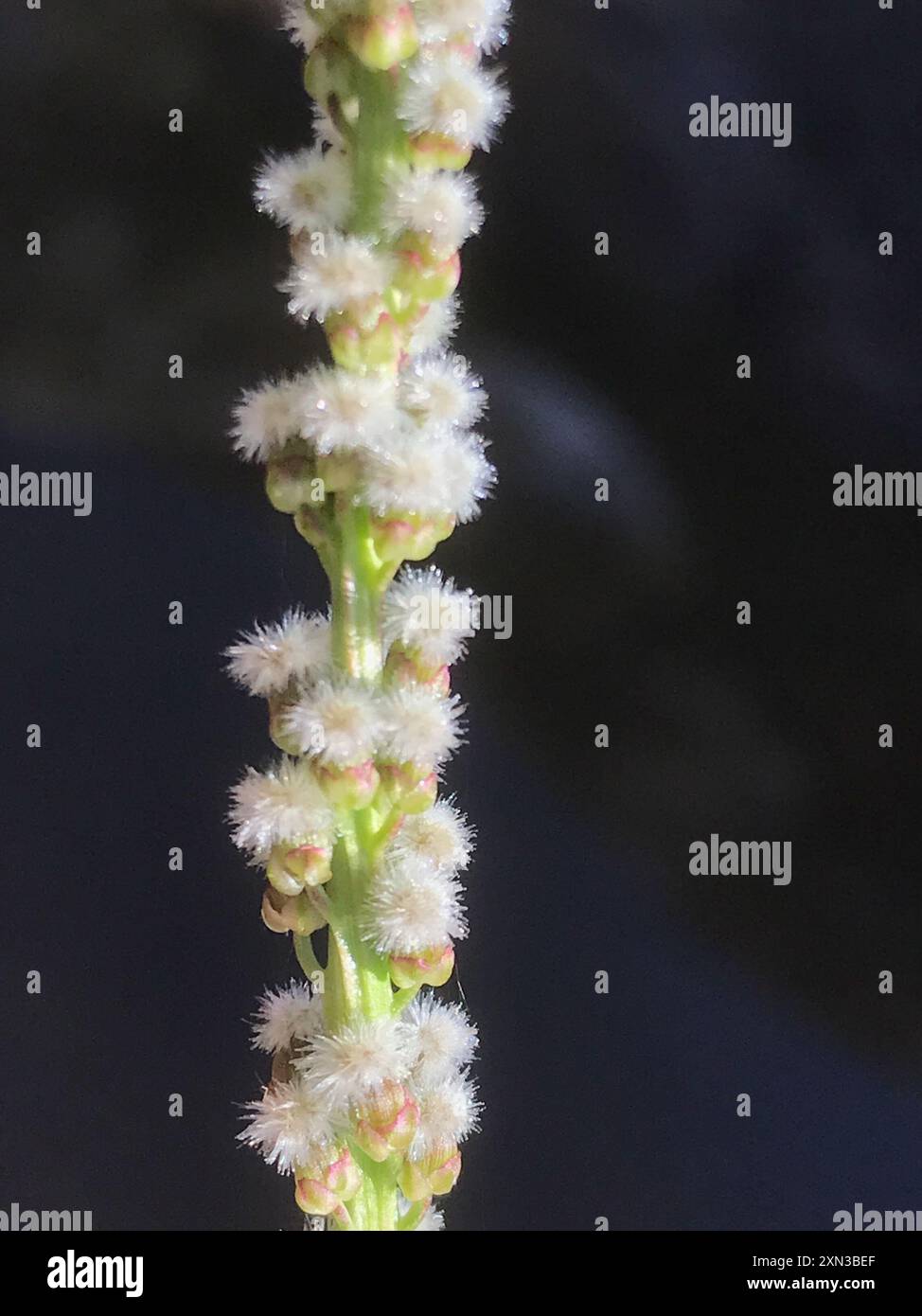 common arrowgrass (Triglochin maritima) Plantae Stock Photo - Alamy